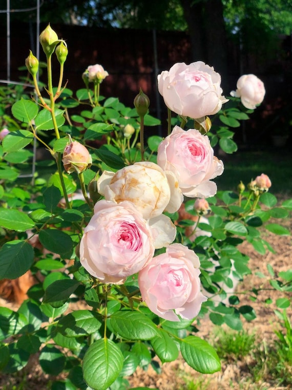 Earth Angel Rose Plant Root Etsy