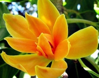 Champaca Plant - Etsy