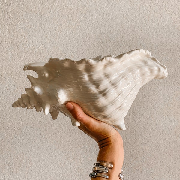 Conch Shell Planter - Etsy