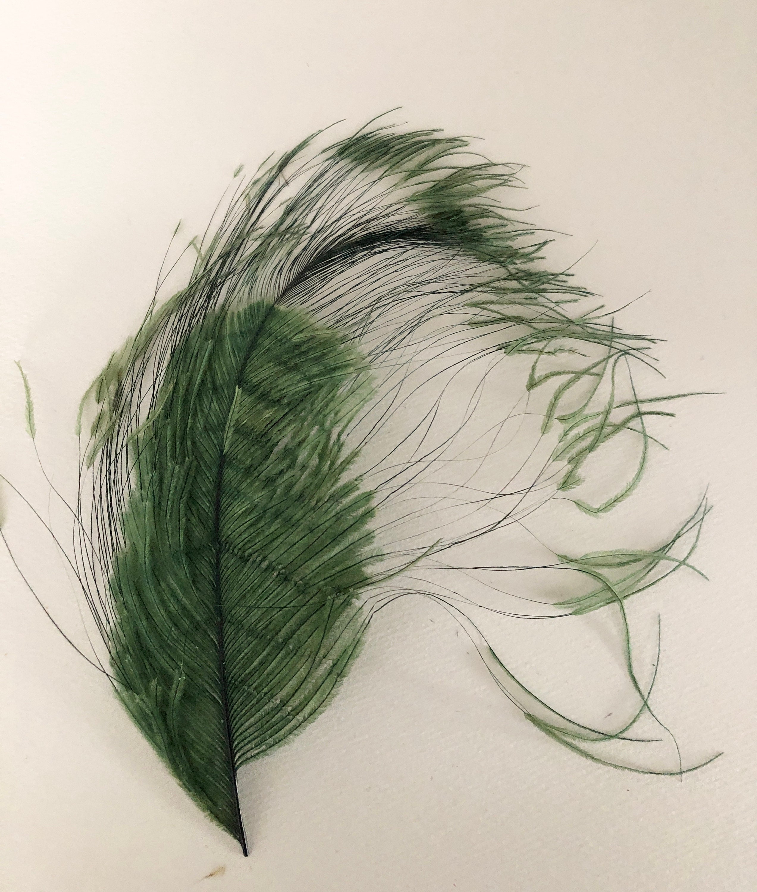 Rare Antique Ostrich Feather Vintage Forest Green Millinery Hat ...