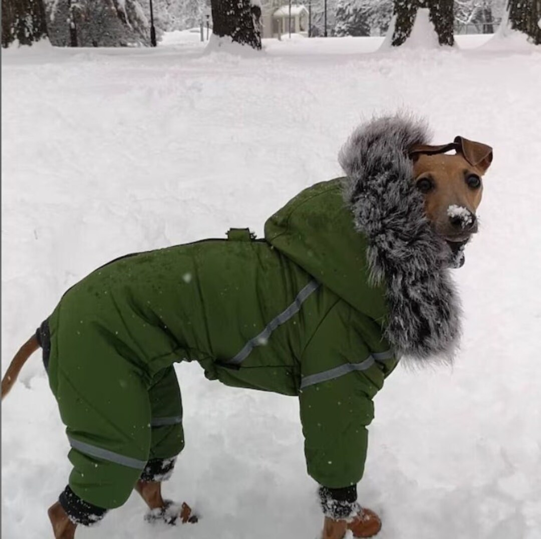 Italian Greyhound Snowsuit: Custom Fit Dog Winter Overall - Etsy