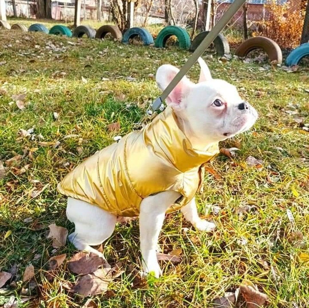 Personalized Gold Vest for Small and Medium Sized Dogs - Clothes for ...