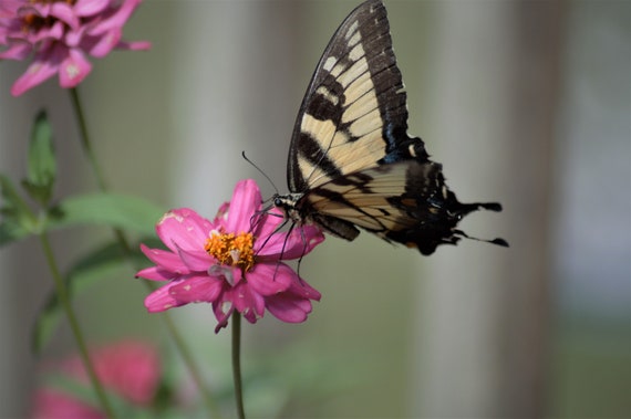 Photo Butterfly Side-view Pink Flower Photography | Etsy