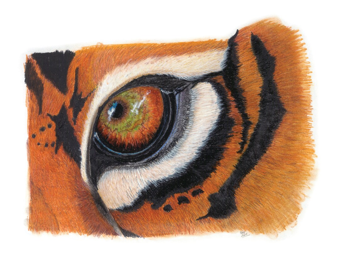 A4 Signed Tiger Chalk Pastel Print - Etsy