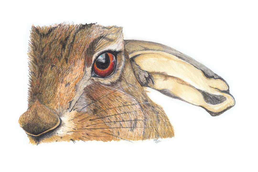 A3 Signed Chalk Pastel Hare Print - Etsy