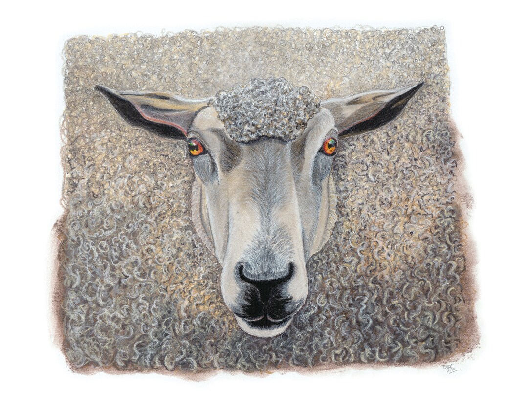 A4 Signed Sheep Chalk Pastel Print - Etsy