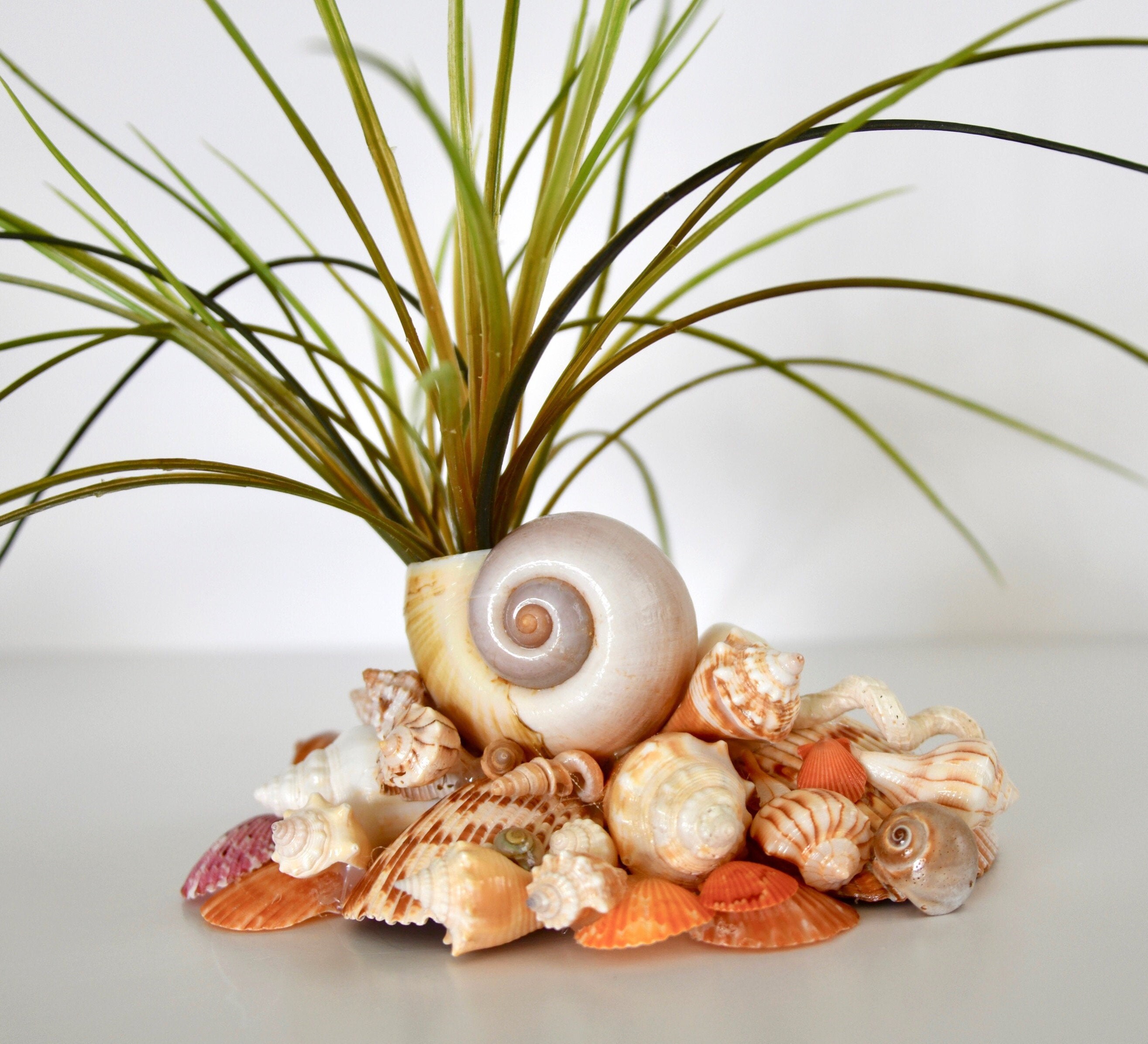 Seashell Planter 8.5 X 5.5 - Etsy
