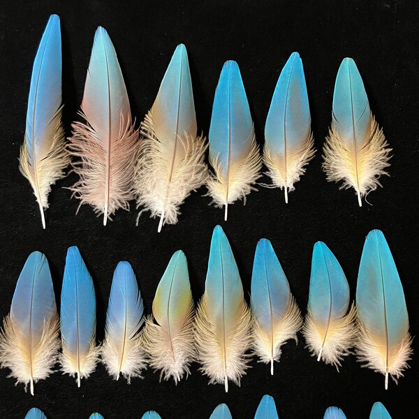 Exotic Feathers - Etsy