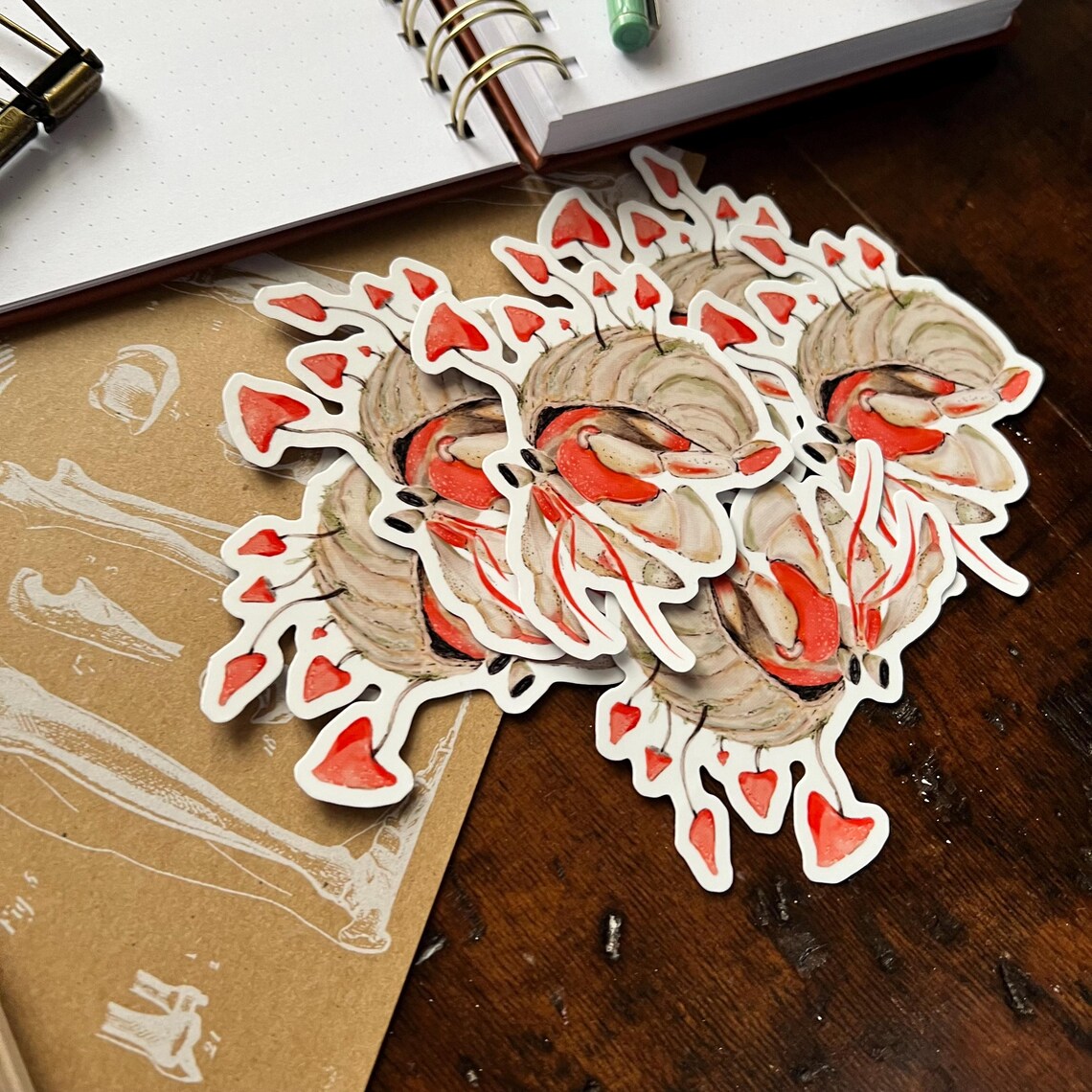 Hermit Crab Vinyl Sticker | Ocean Creatures | Mushrooms | Laptop Decal ...