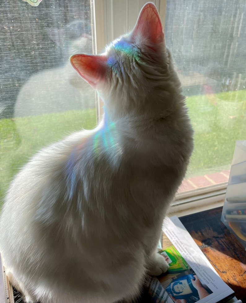 Goliath Beetle Suncatcher | Window Decal | Window Sticker | Rainbow Sun ...