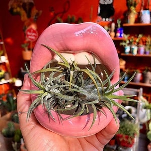 Cute Ceramic Lips Planter Creative Lips Ash Tray - Etsy