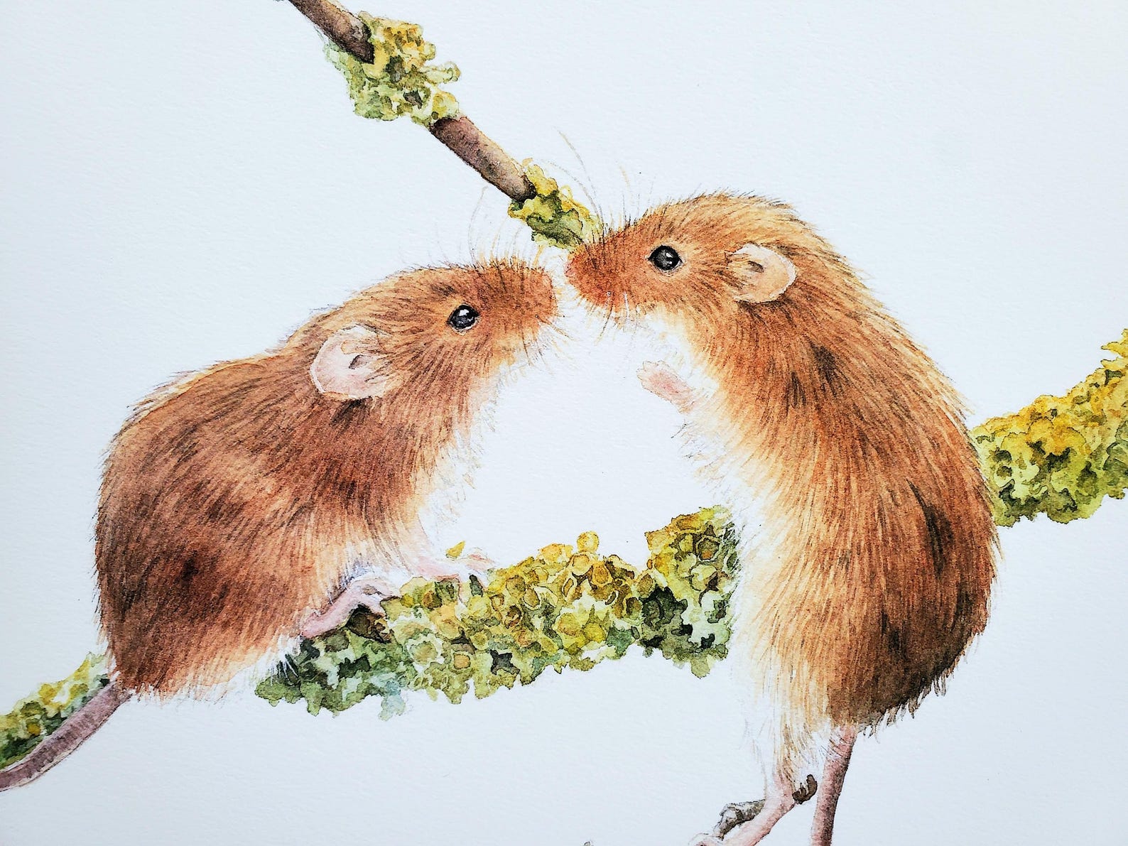 Harvest Mice Kissing on Lichen Covered Branch, 11x14 Watercolor Print ...