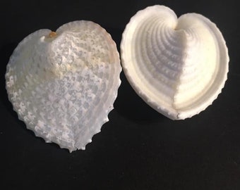 Heart Cockle Shells White Cardium 1 1 1/4 4 | Etsy