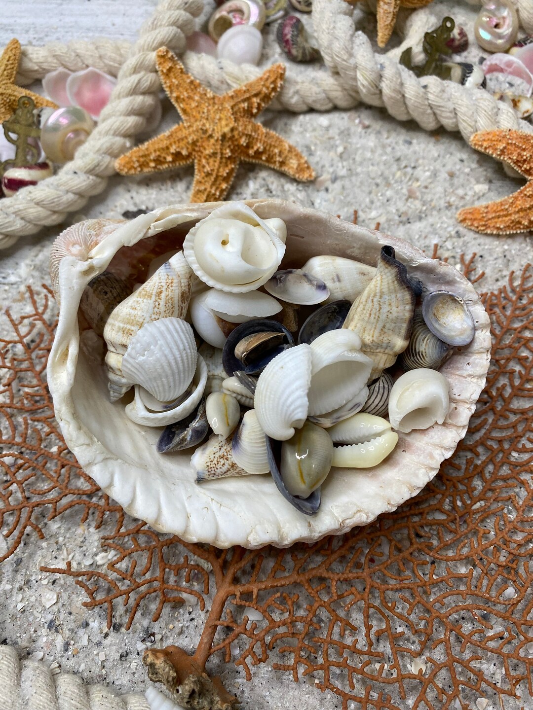 Seashell Mix-small philippine-beach Decor-wedding Decor-sailors ...