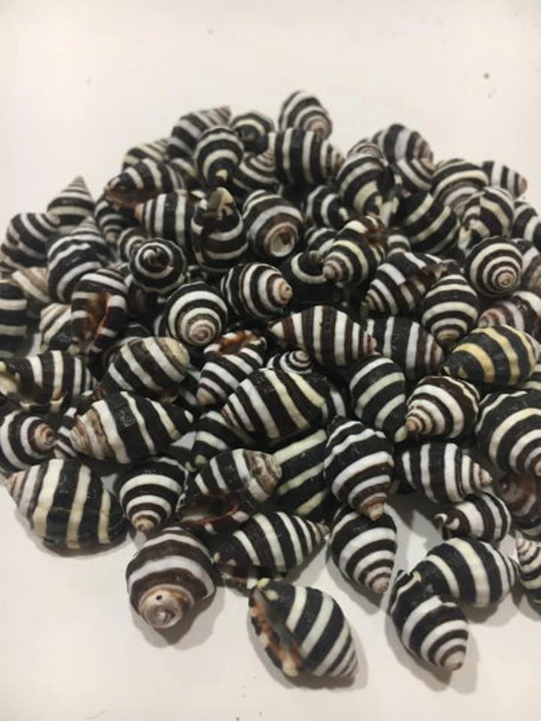 Bumble Bee Sea Shells-sea Shell Bulk-craft Shell-coastal Home Decor ...