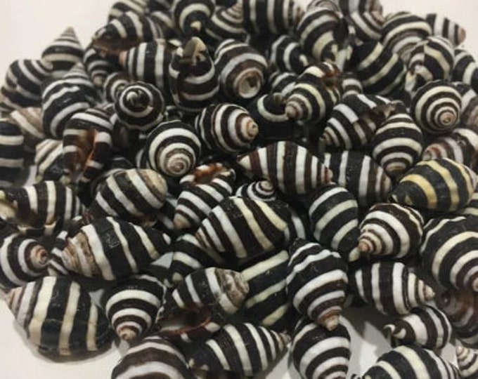 Bumble Bee Sea Shells-sea Shell Bulk-craft Shell-coastal Home Decor ...