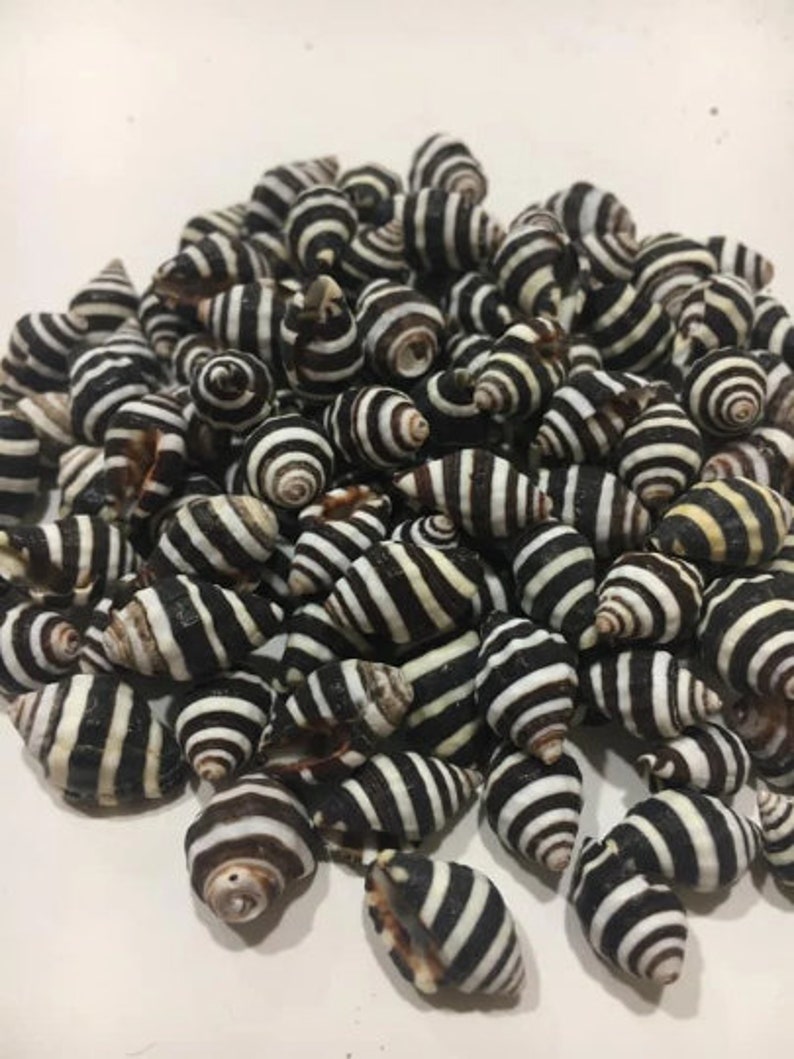 Bumble Bee Sea Shells-sea Shell Bulk-craft Shell-coastal Home Decor ...