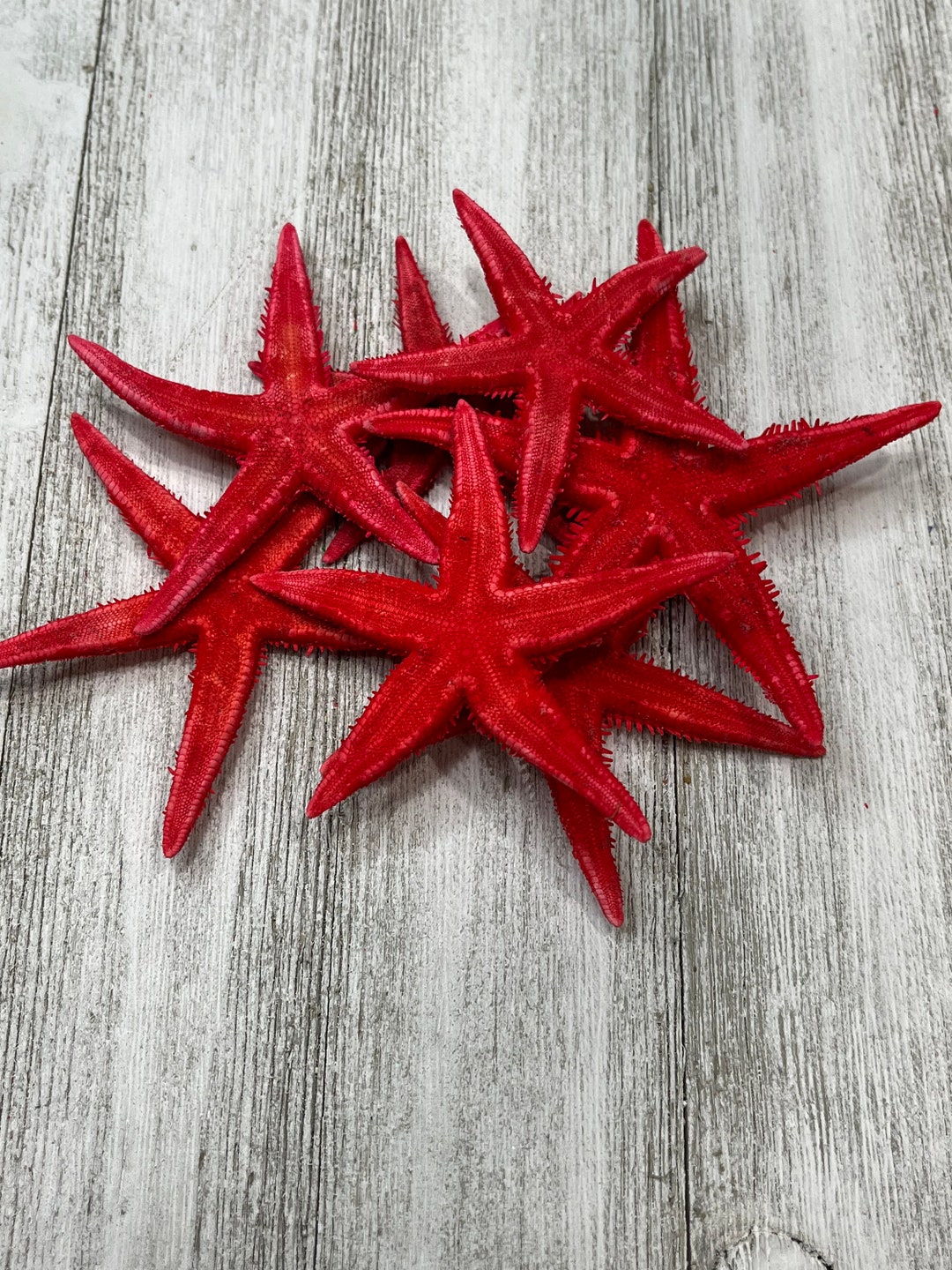 Red Philippine Flat Starfish-wedding Decor-sailors Valentine-crafting ...