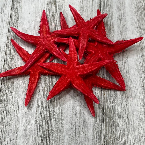 Starfish Decor - Etsy