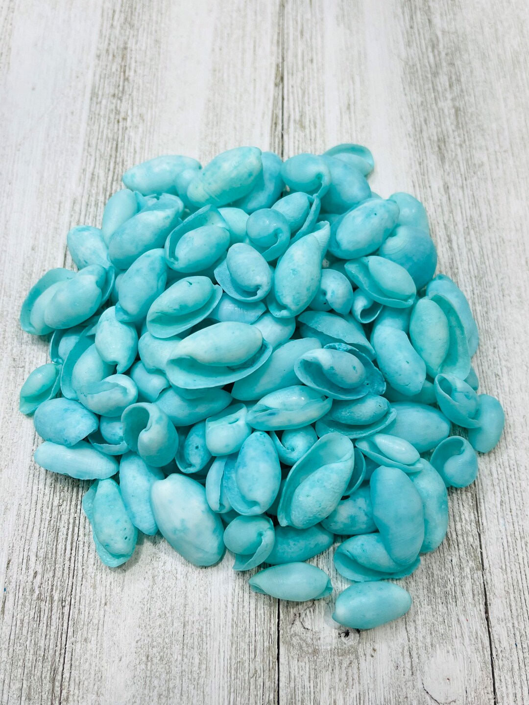 Turquoise Bubble Seashells-beach Decor-wedding Decor-sailors Valentine ...