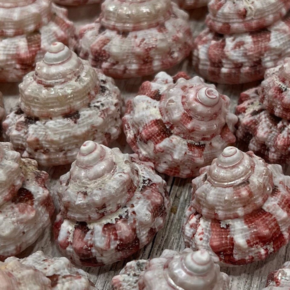 Red Stripe Trochus-sea Shell Bulk-craft Shell-coastal Home - Etsy