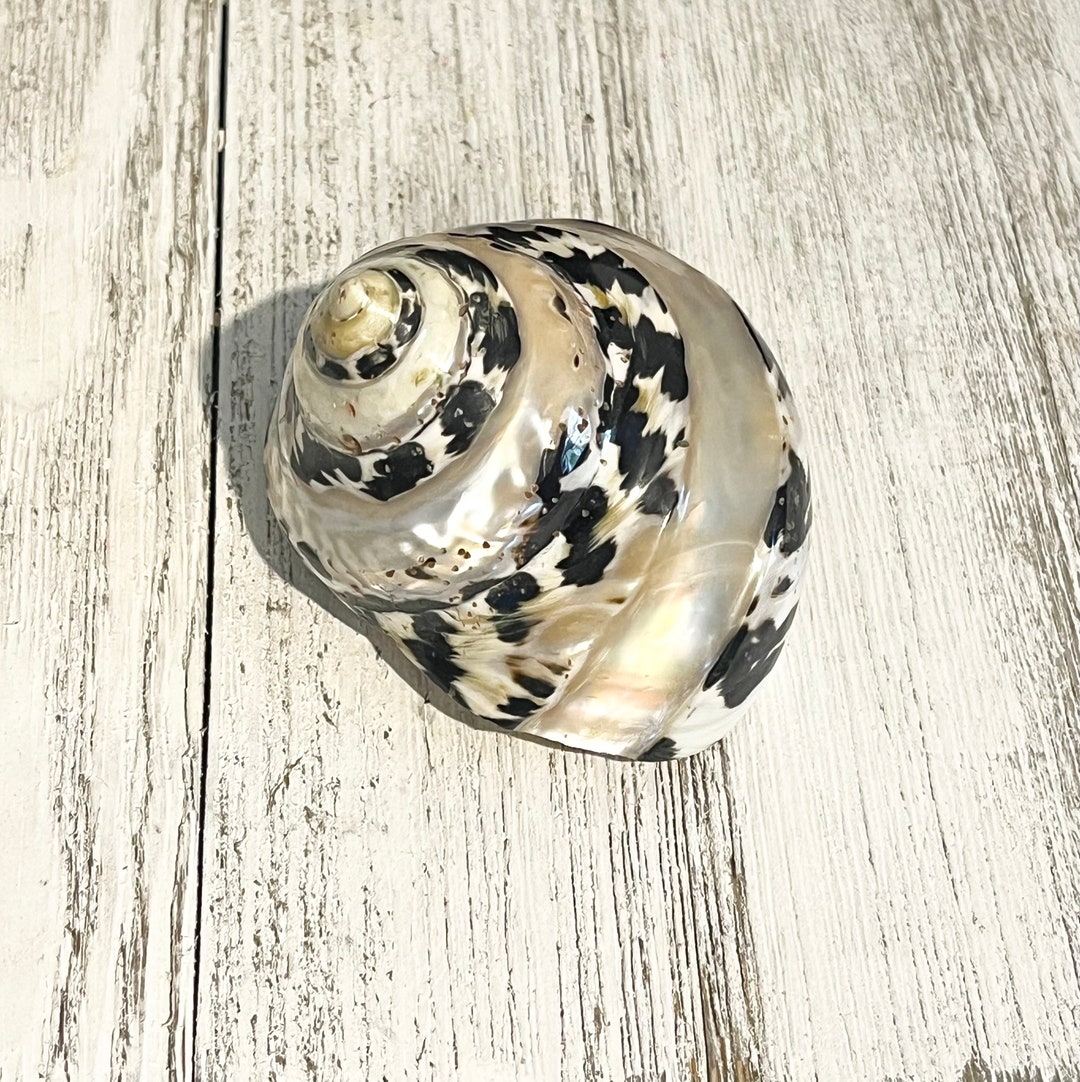 Pearl Banded Magpie-wedding Decor-sailors Valentine-crafting Shell ...