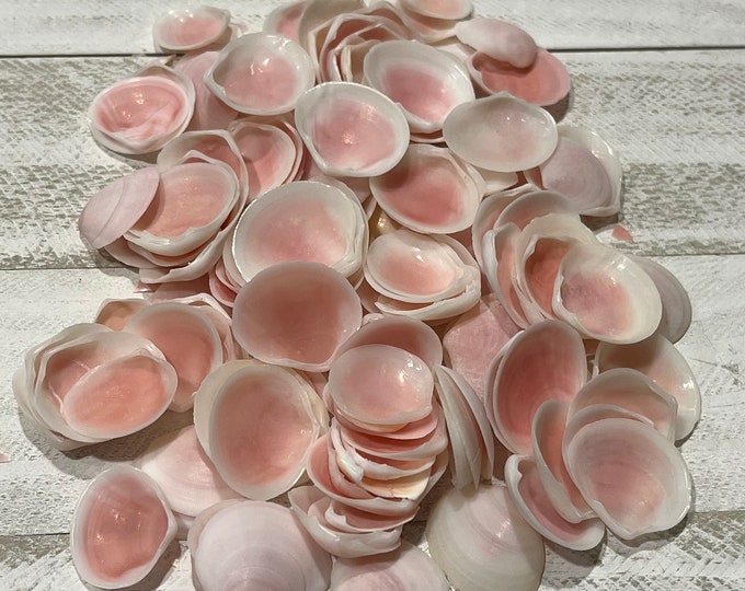 Apple Blossom-beach Decor-wedding Decor-sailors Valentine-crafting ...