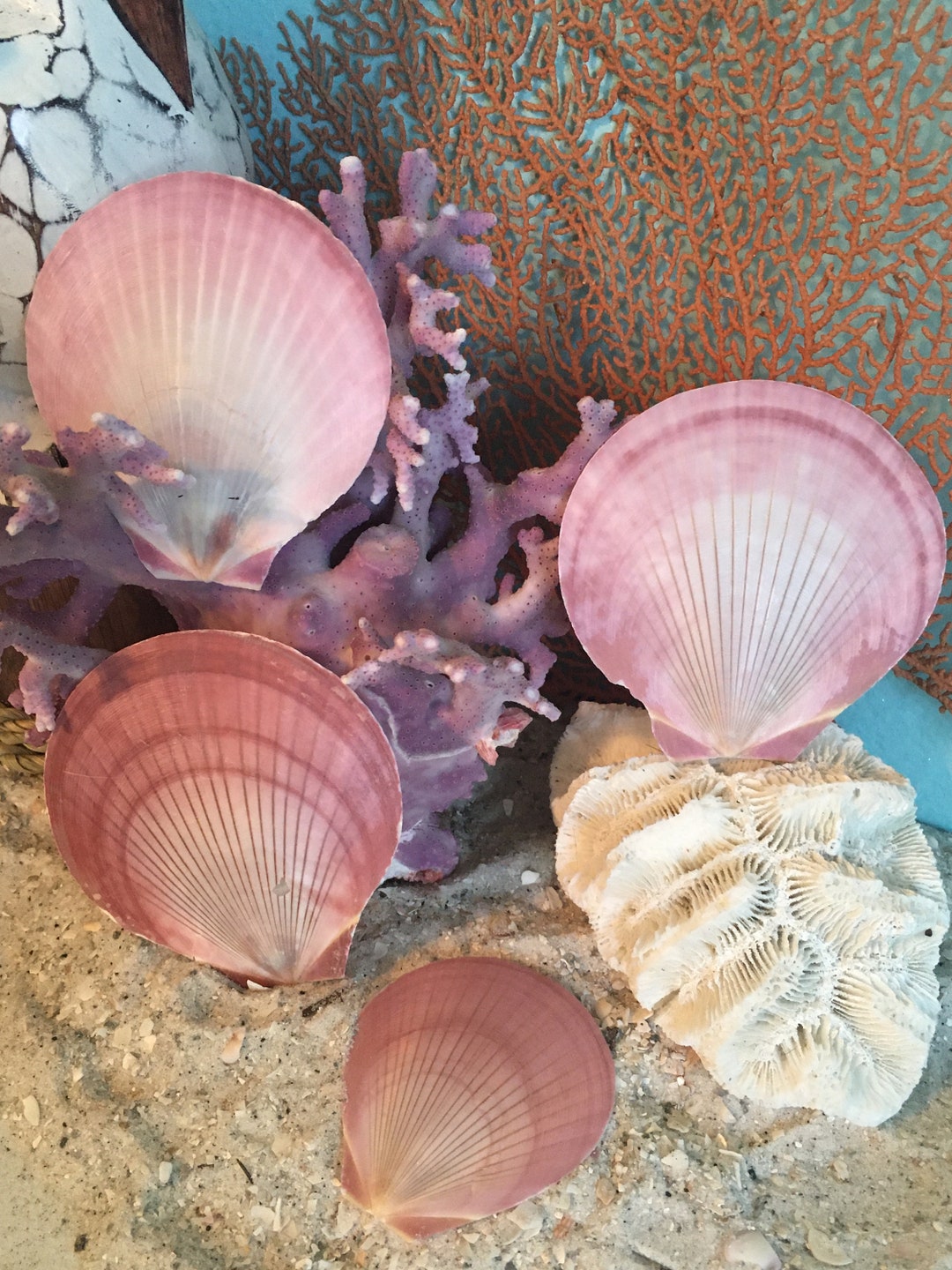 Purple Sun and Moon Shells-beach Decor-wedding Decor-sailors Valentine ...