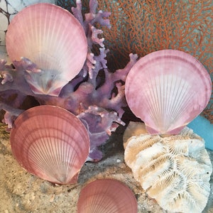 Purple Sun and Moon Shells-beach Decor-wedding Decor-sailors Valentine ...