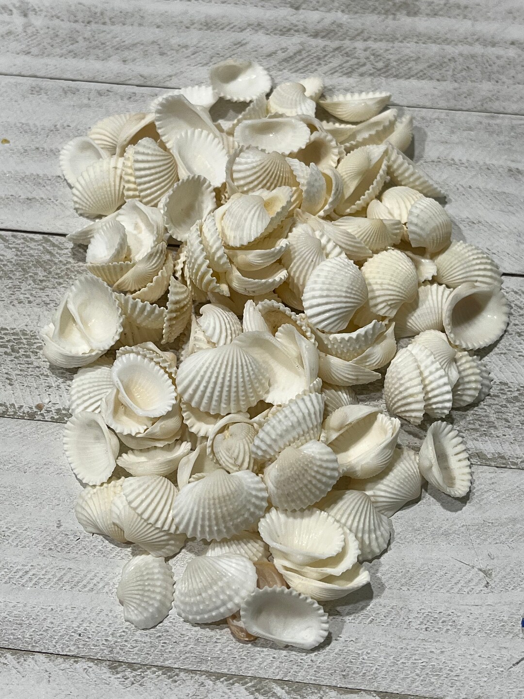 Small Ark Shells-beach Decor-wedding Decor-sailors Valentine-crafting ...