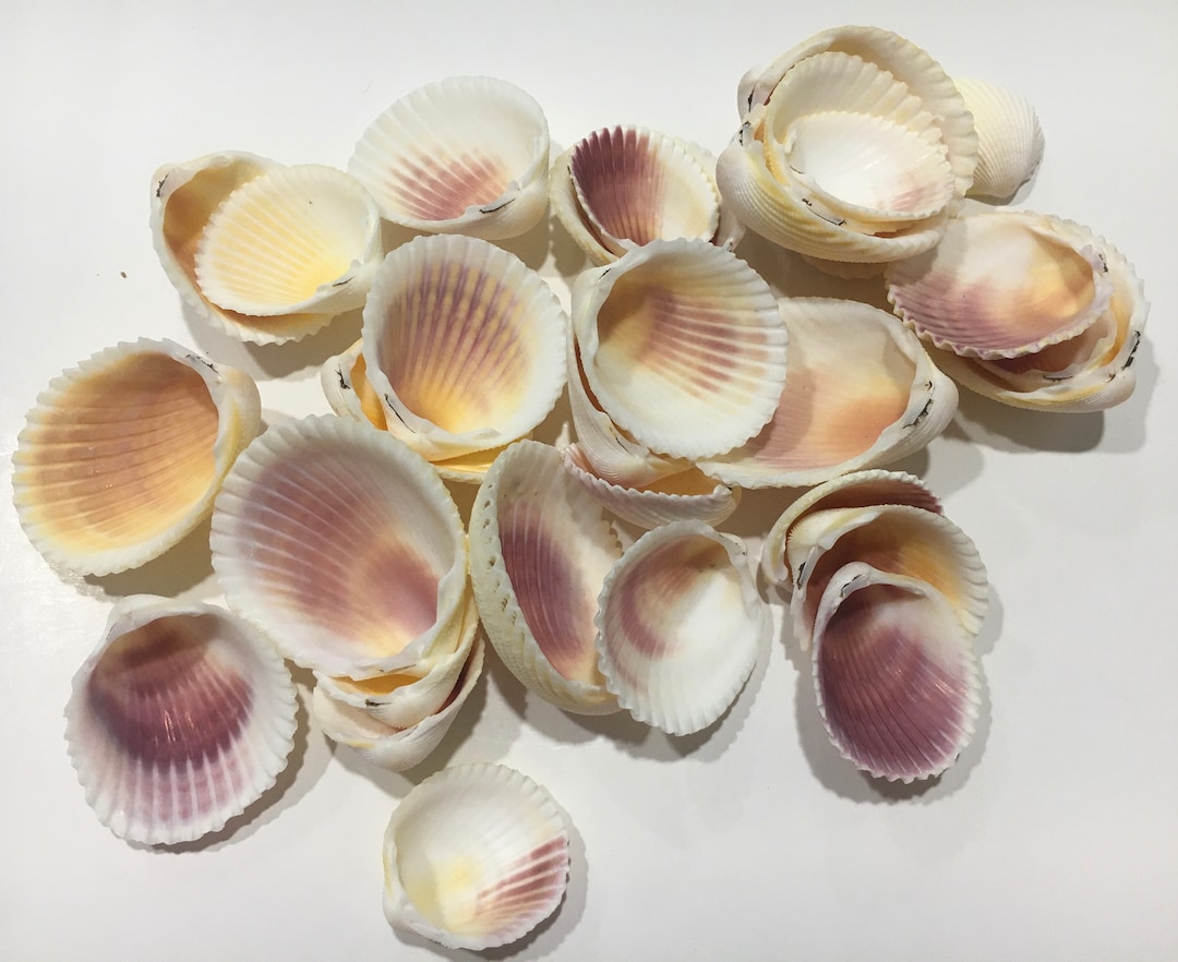 Yellow Cockles-sea Shell Bulk-craft Shell-coastal Home Decor-sailors ...
