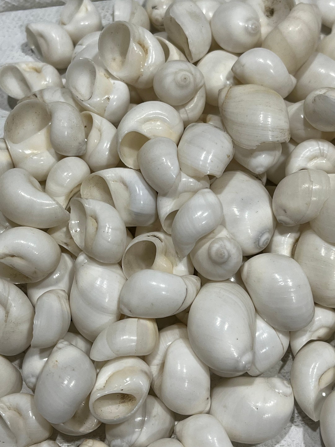 Polished White Moon Seashells-beach Decor-wedding Decor-sailors ...