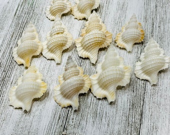 Sundial Seashells-sea Shell Bulk-craft Shell-coastal Home Decor-sailors ...