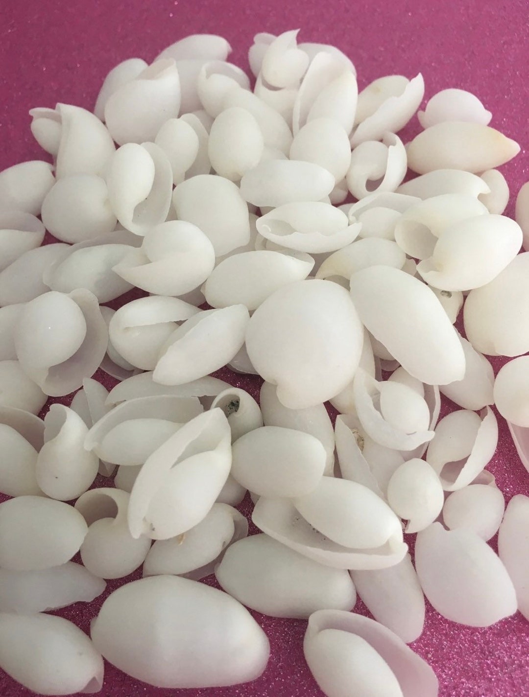 White Bubble Seashells-beach Decor-wedding Decor-sailors Valentine ...