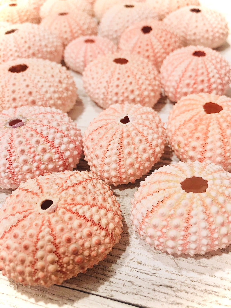 10 Pink Sea Urchins-beach Wedding-sea Urchin-air Plant--wedding Favors ...