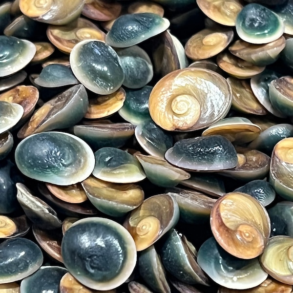 Operculum Shell - Etsy