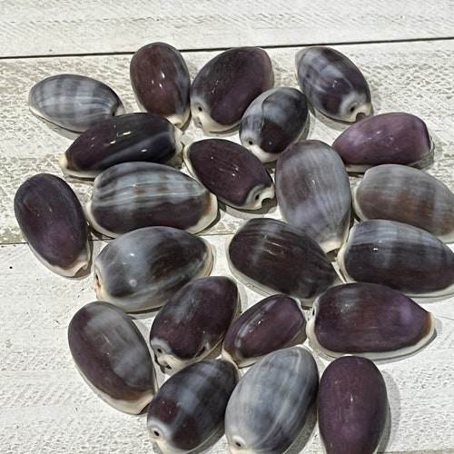 Purple Top Snakehead Cowry-sea Shell Bulk-craft Shell-coastal - Etsy