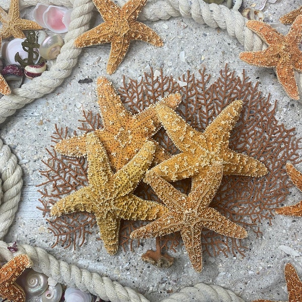Starfish Home Decor - Etsy