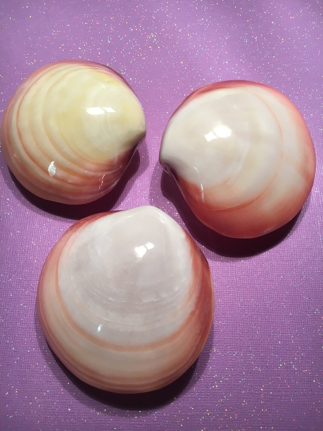 Polished Tiger Clam Shells-sea Shell Bulk-craft Shell-coastal Home ...
