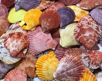 Red Pectin Pairs-beach Decor-wedding Decor-sailors Valentine-crafting ...