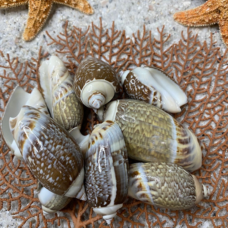 Bulk Seashells - Etsy