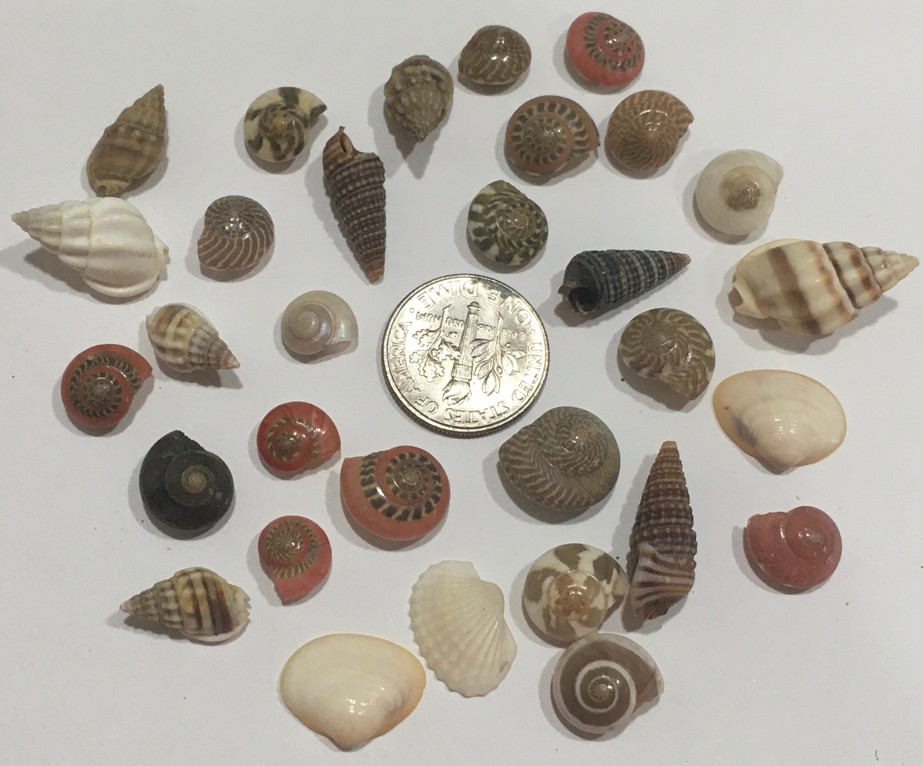 Tiny Shell Mix-sea Shell Bulk-craft Shell-coastal Home | Etsy