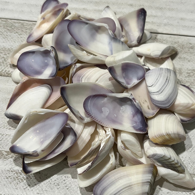 Shell Flowers - Etsy
