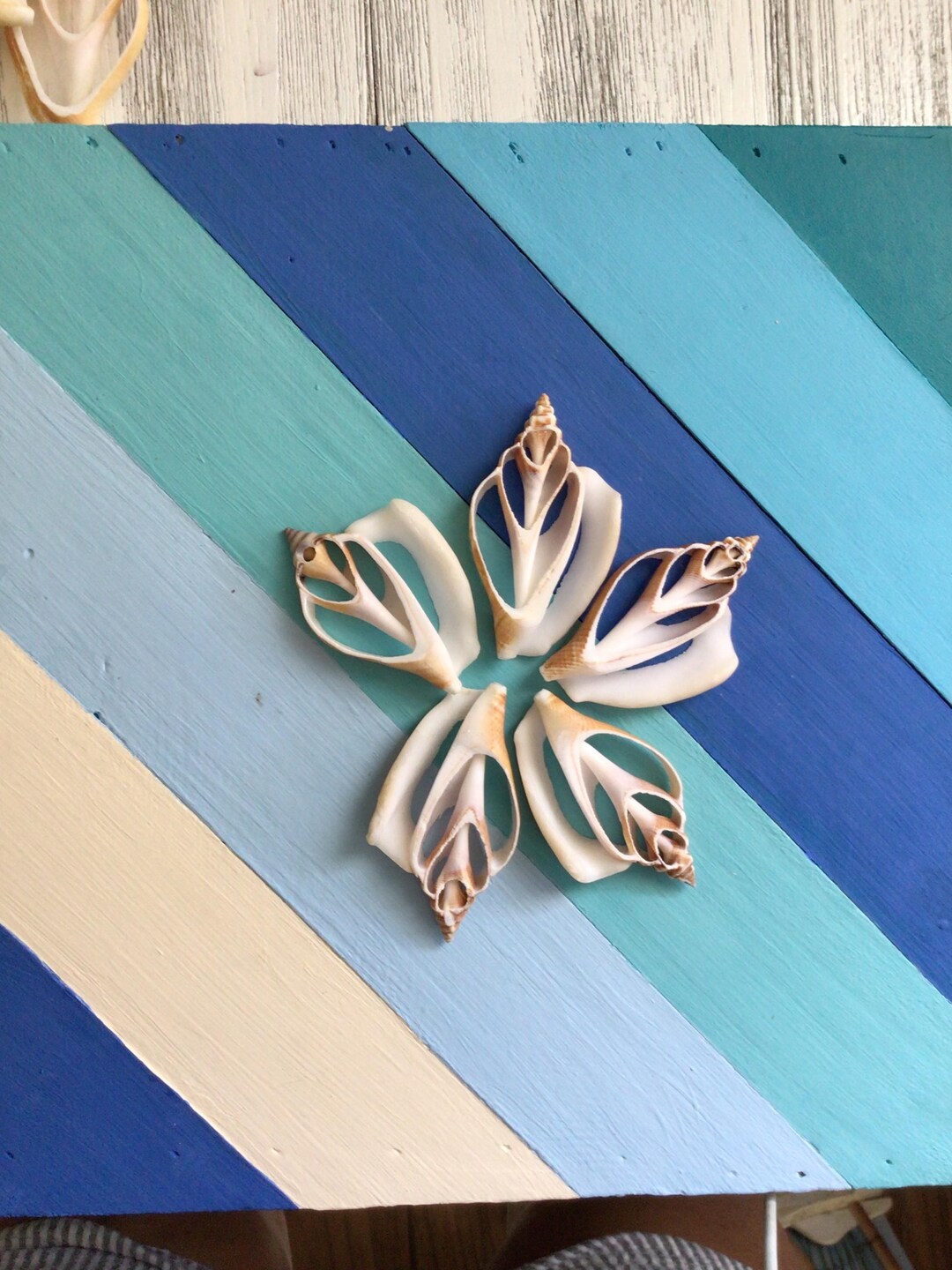 Center Cut Natural Canarium-sea Shell Bulk-craft Shell-coastal Home ...