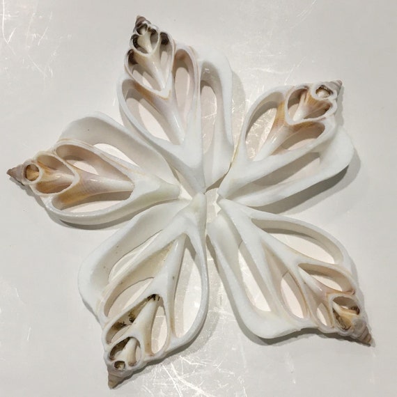 Center Cut White Canarium-sea Shell Bulk-craft Shell-coastal - Etsy