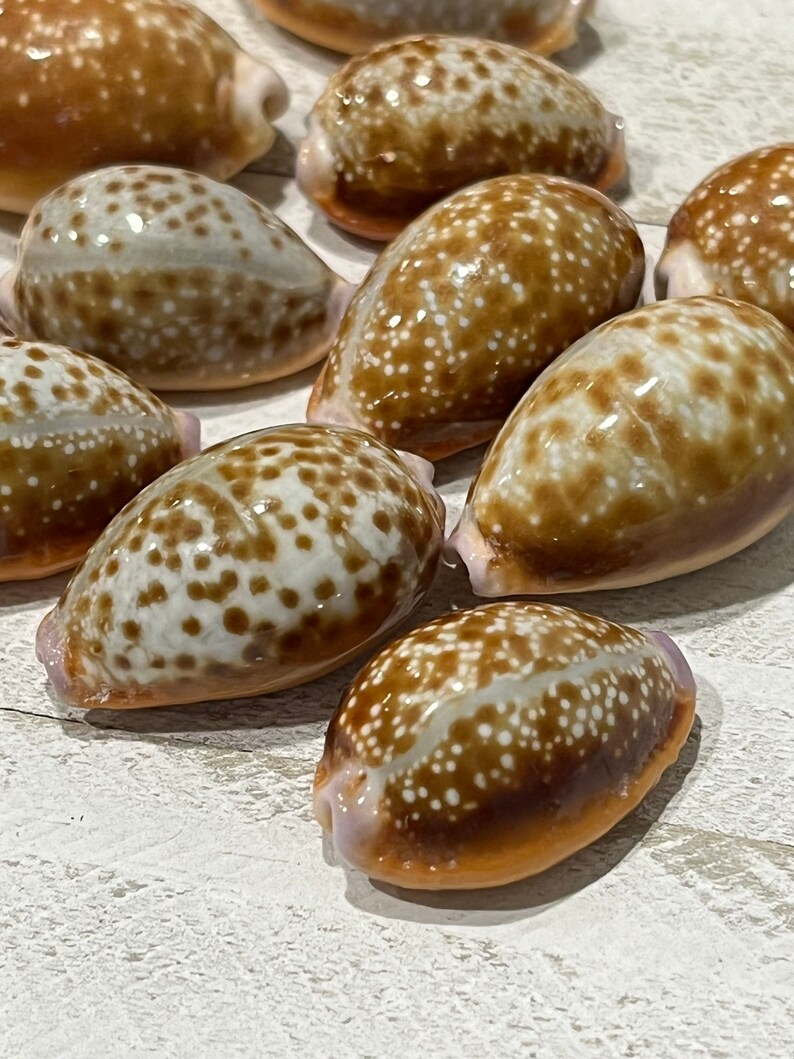 Honey Cowry-sea Shell Bulk-craft Shell-coastal Home - Etsy