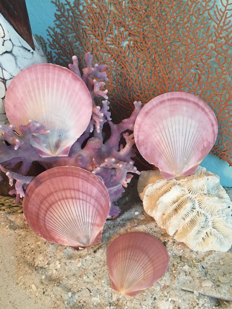 Purple Sun and Moon Shells-beach Decor-wedding Decor-sailors - Etsy