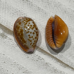 Honey Cowry-sea Shell Bulk-craft Shell-coastal Home Decor-sailors ...