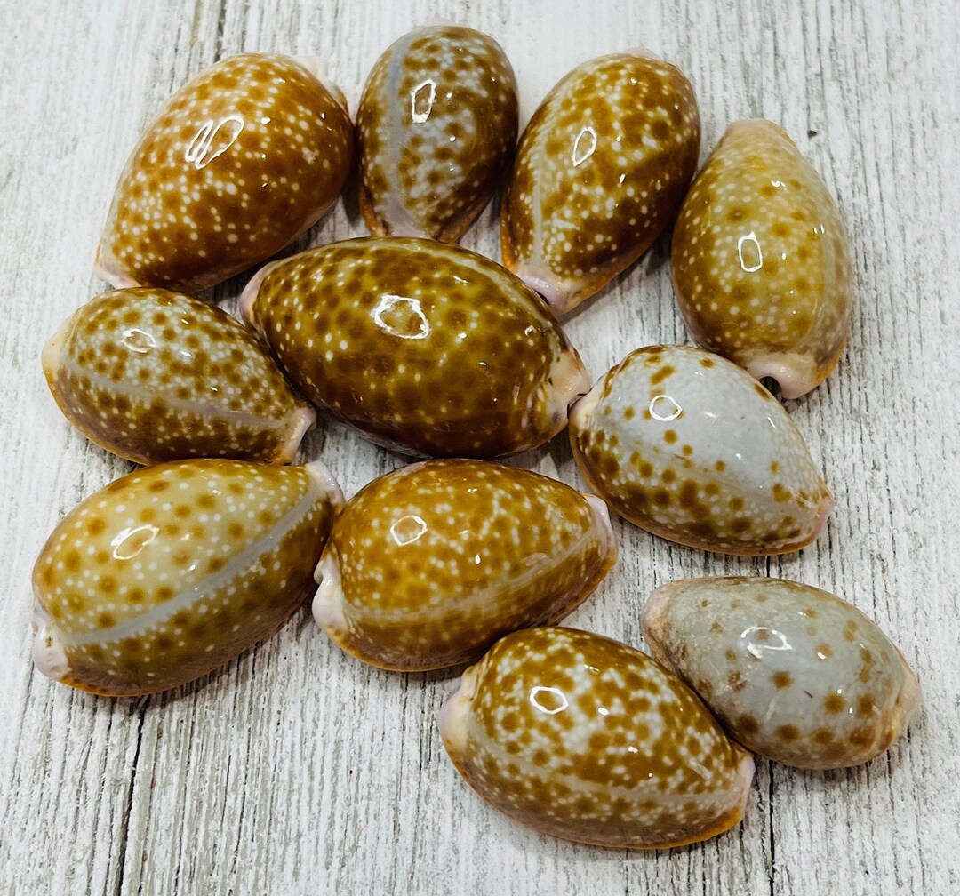 Honey Cowry-sea Shell Bulk-craft Shell-coastal Home Decor-sailors ...
