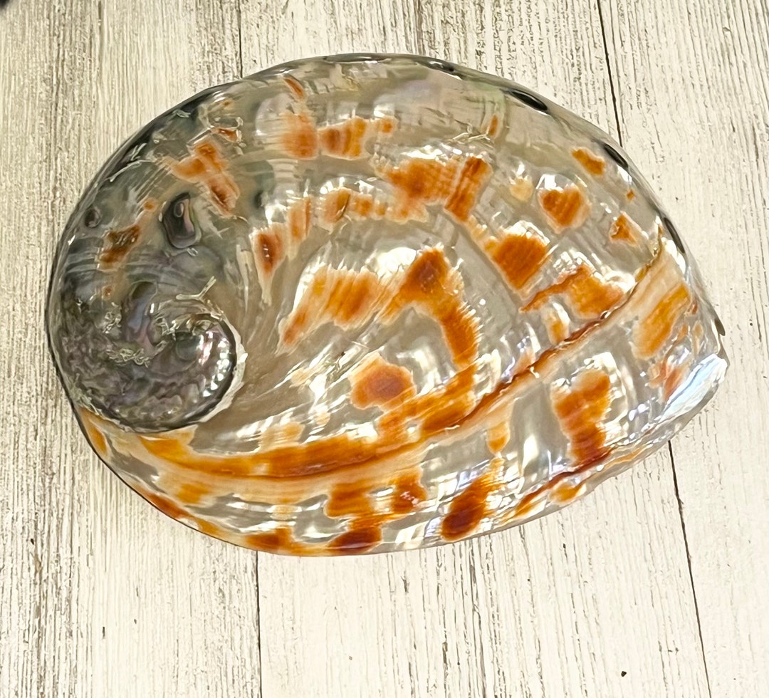 Polished Red Abalone-wedding Decor-sailors Valentine-crafting Shell ...